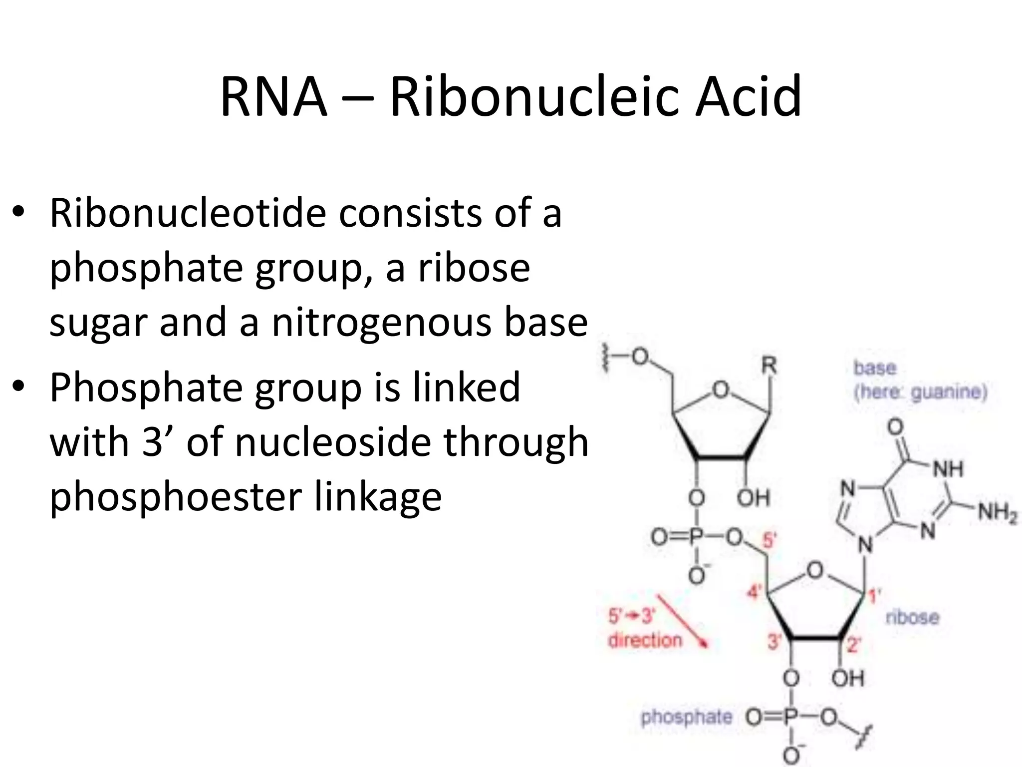 Structure and importance of RNA | PPTX