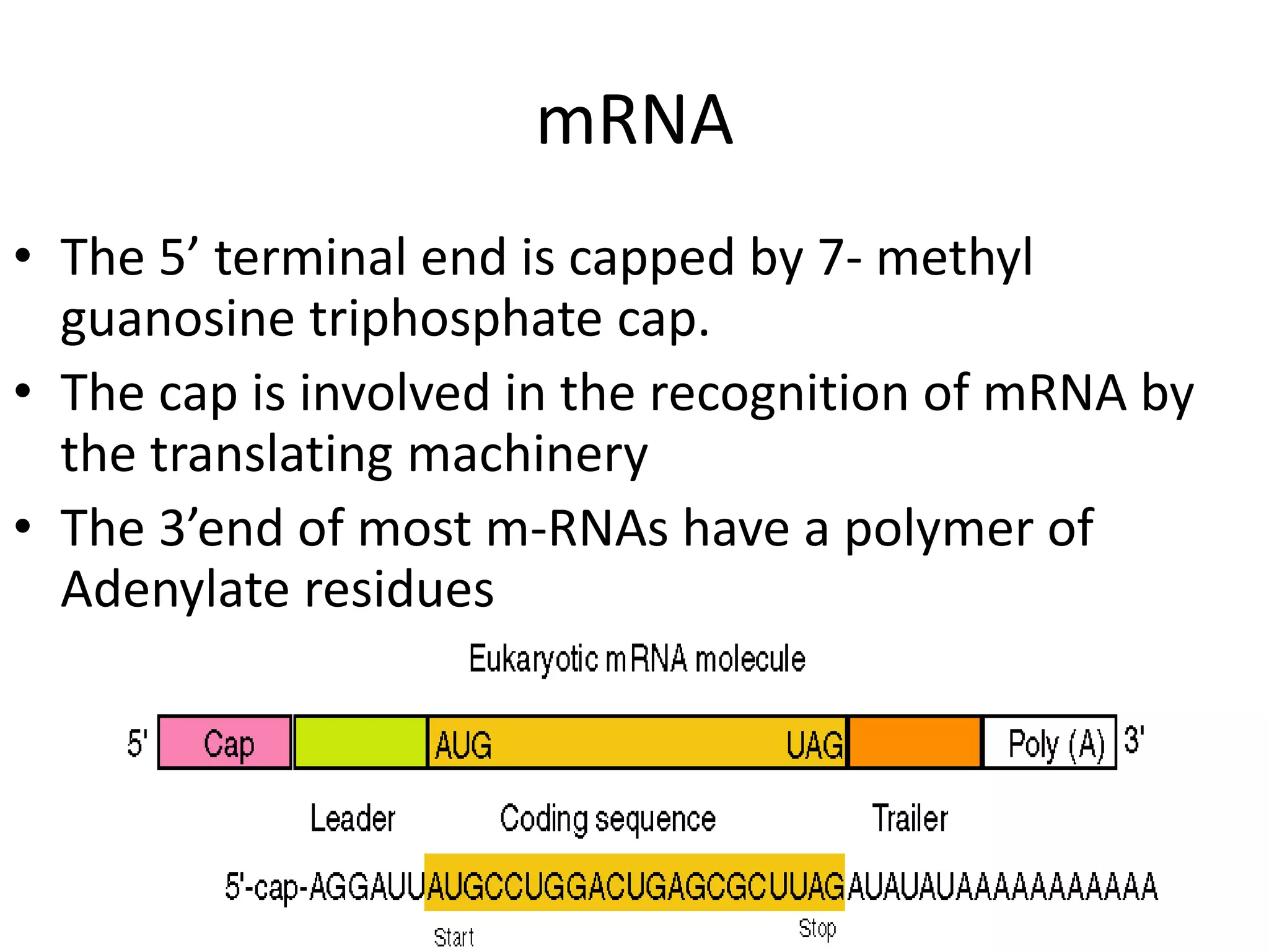 Structure and importance of RNA | PPTX | Biological Sciences | Science