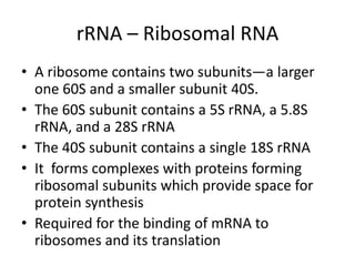 Structure and importance of RNA | PPTX | Biological Sciences | Science