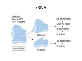 Structure and importance of RNA | PPTX