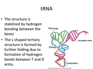 Structure and importance of RNA | PPTX | Biological Sciences | Science