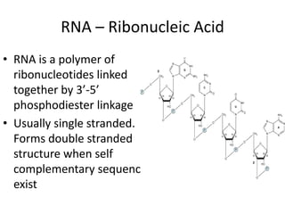 Structure and importance of RNA | PPTX | Biological Sciences | Science