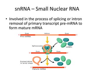 Structure and importance of RNA | PPTX | Biological Sciences | Science