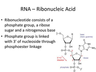 Structure and importance of RNA | PPTX | Biological Sciences | Science