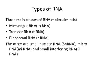 Structure and importance of RNA | PPTX | Biological Sciences | Science