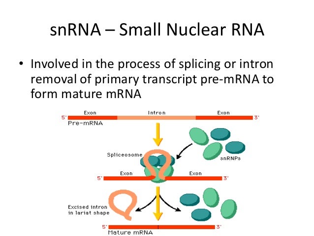Structure and importance of RNA