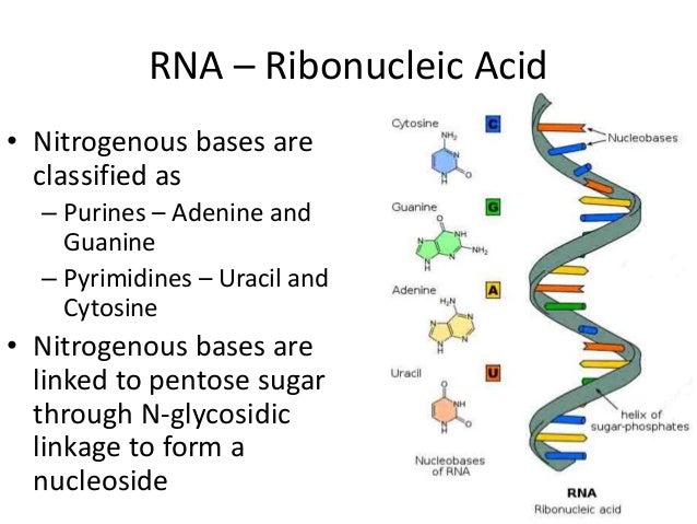 Structure and importance of RNA