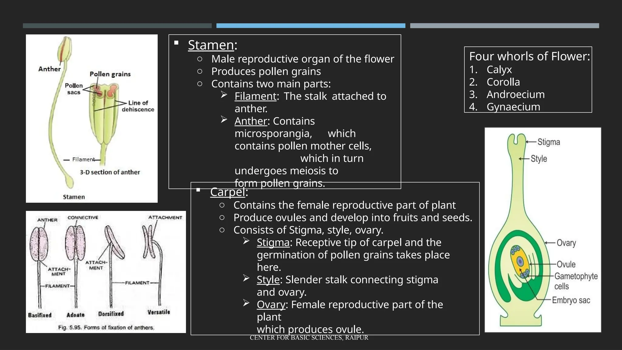 Structure And Life cycle of angiosperms.pptx
