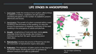 Structure And Life cycle of angiosperms.pptx