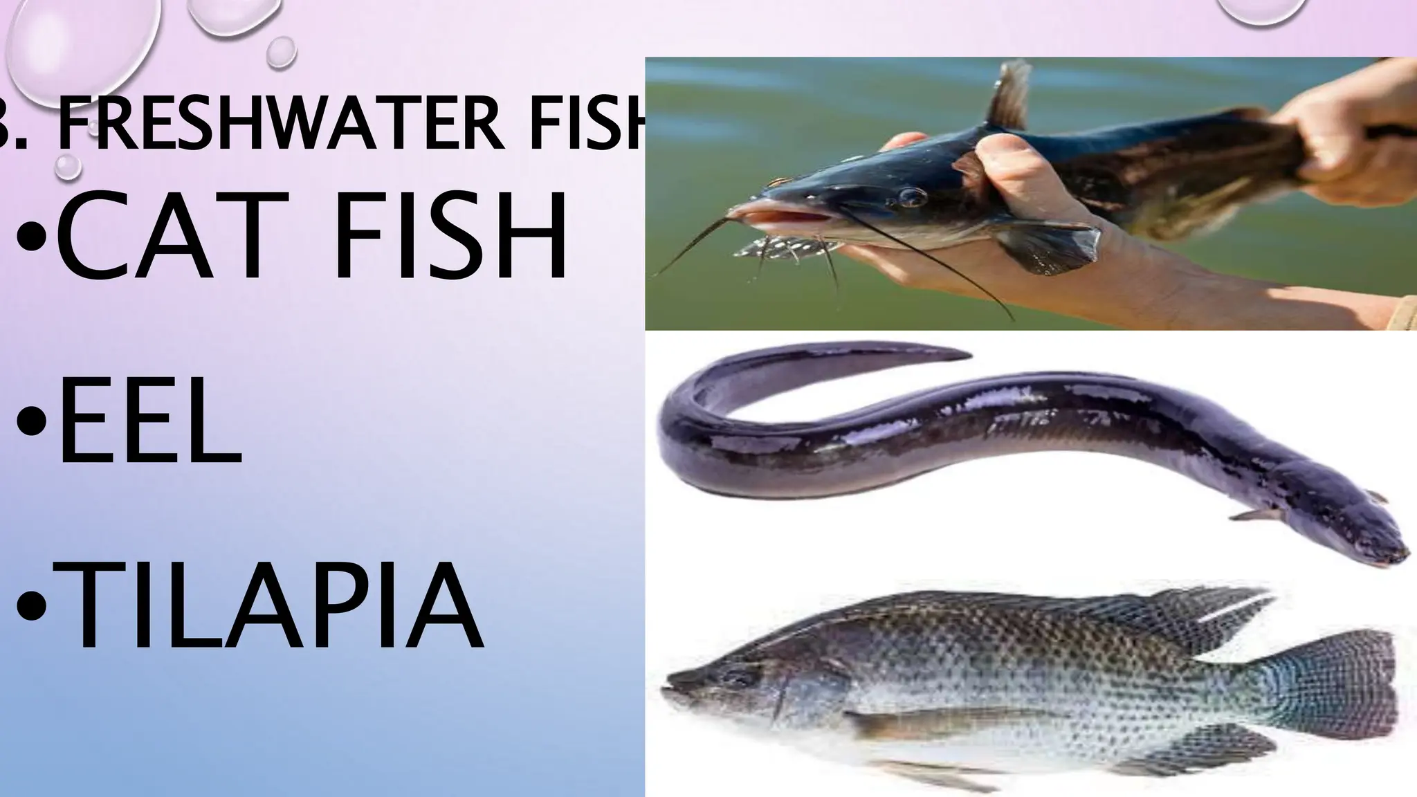 COT Structure and market forms of fish.pptx
