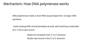 Structure and Mechanism of DNA polymerase.pptx