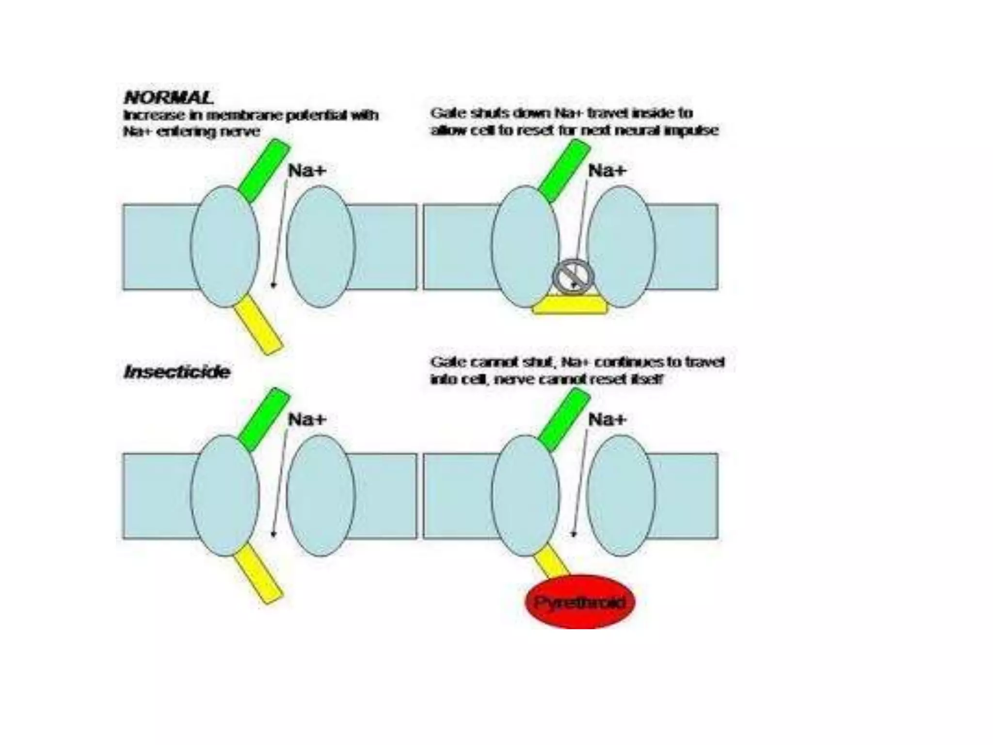 Structure and mode of action of organochlorines, organophophate and ...