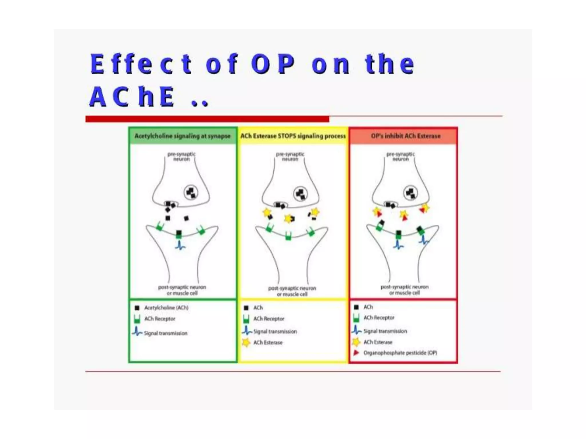 Structure and mode of action of organochlorines, organophophate and ...