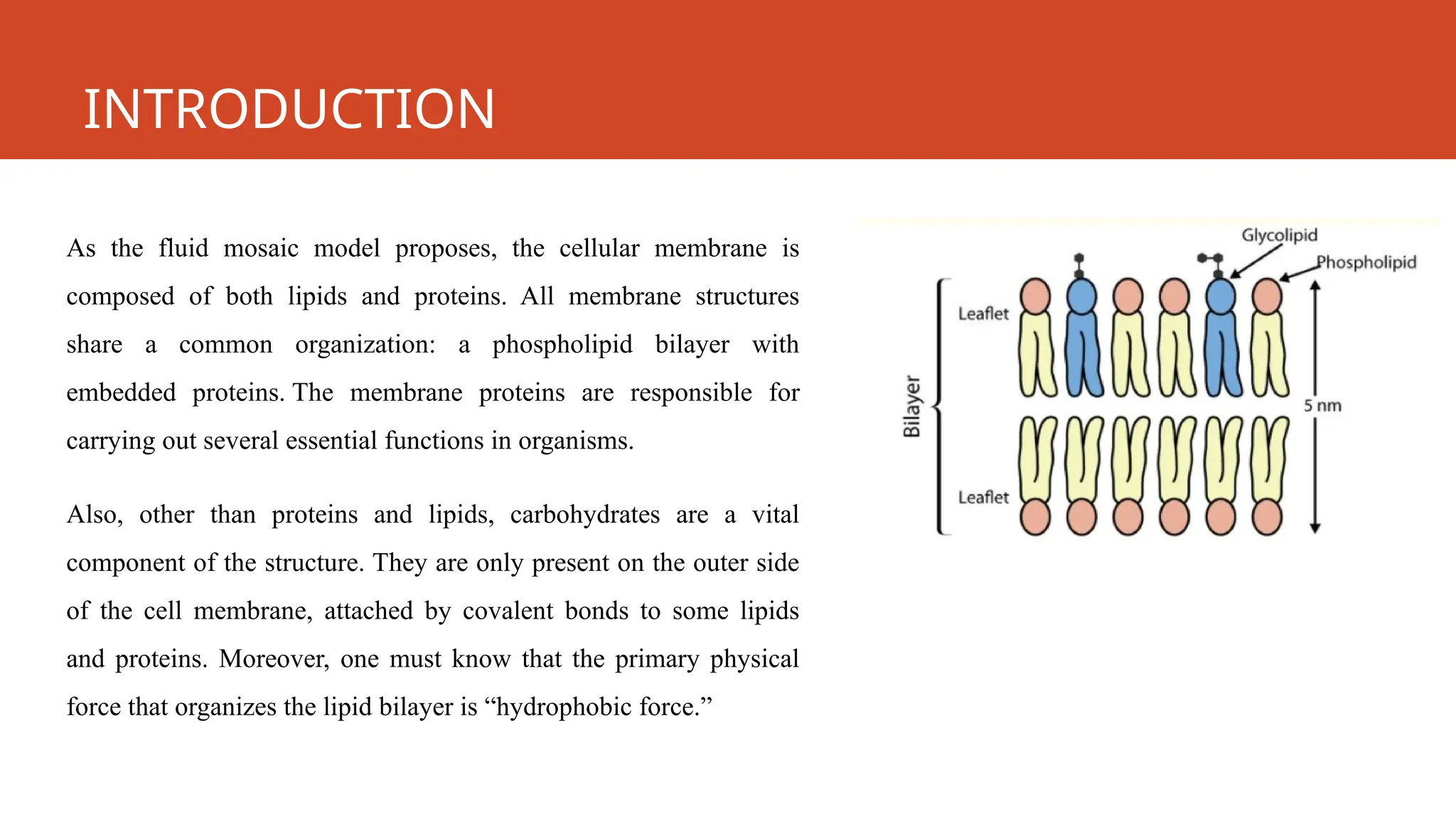 Structure and organization of biological membranes.pptx