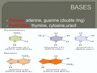 Structure and properties of nucleic acid | PPTX