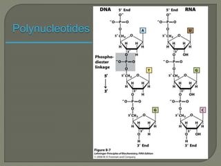 Structure and properties of nucleic acid | PPTX