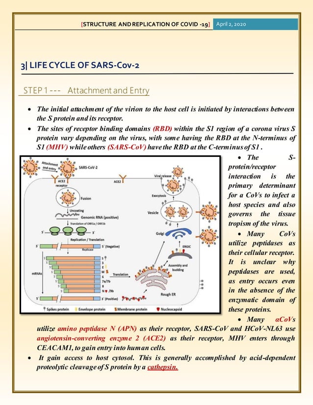 Structure and replication . | DOCX