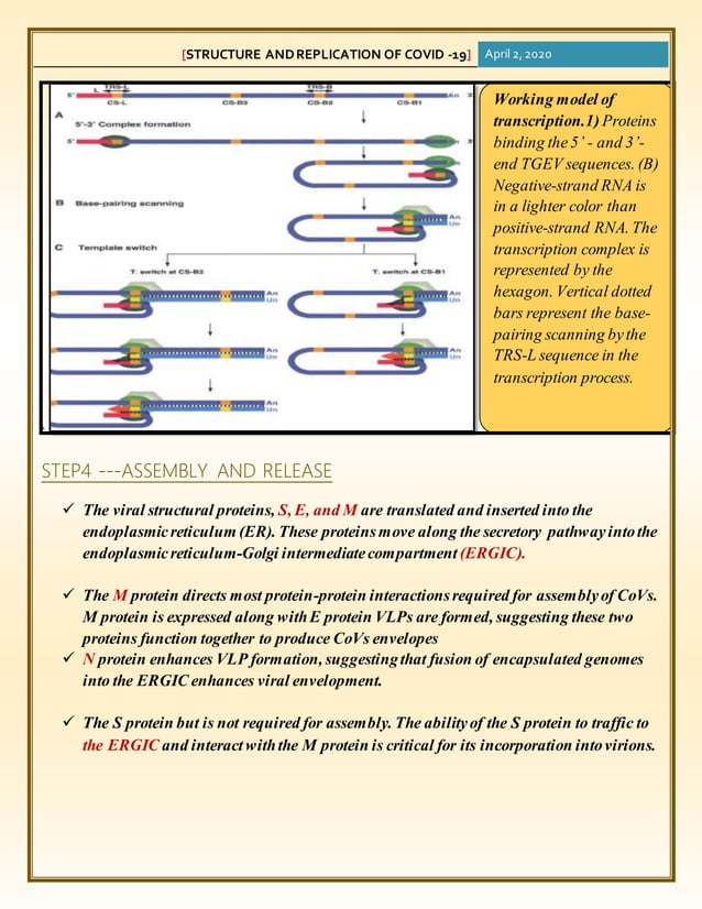Structure and replication . | DOCX