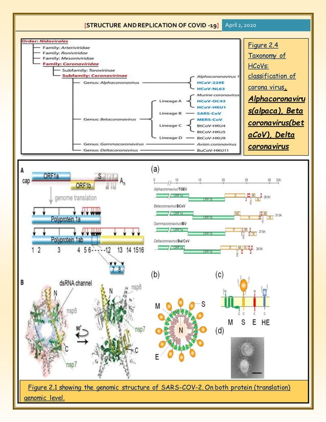 Structure and replication . | DOCX