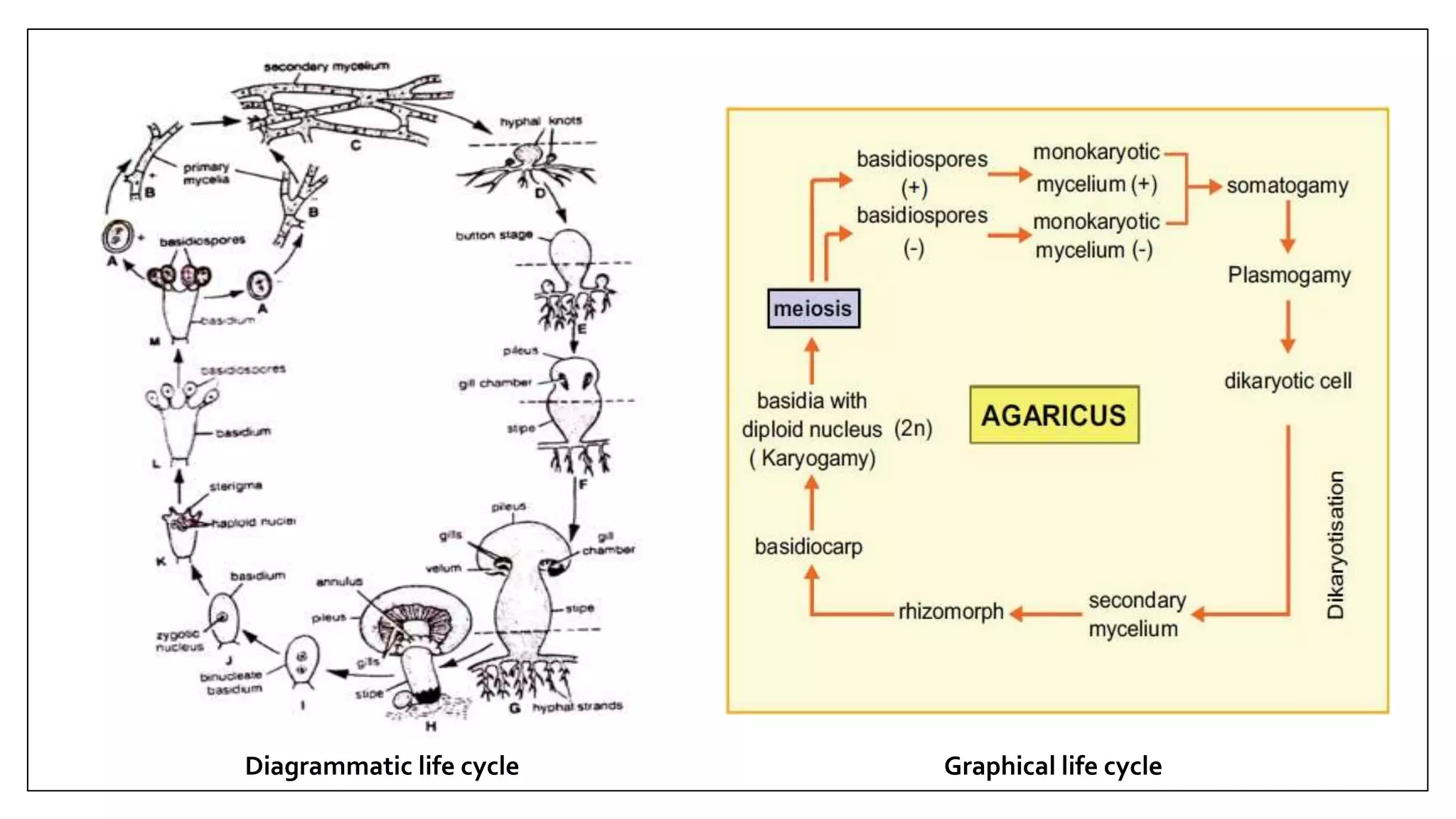 Structure and reproduction in agaricus | PPTX