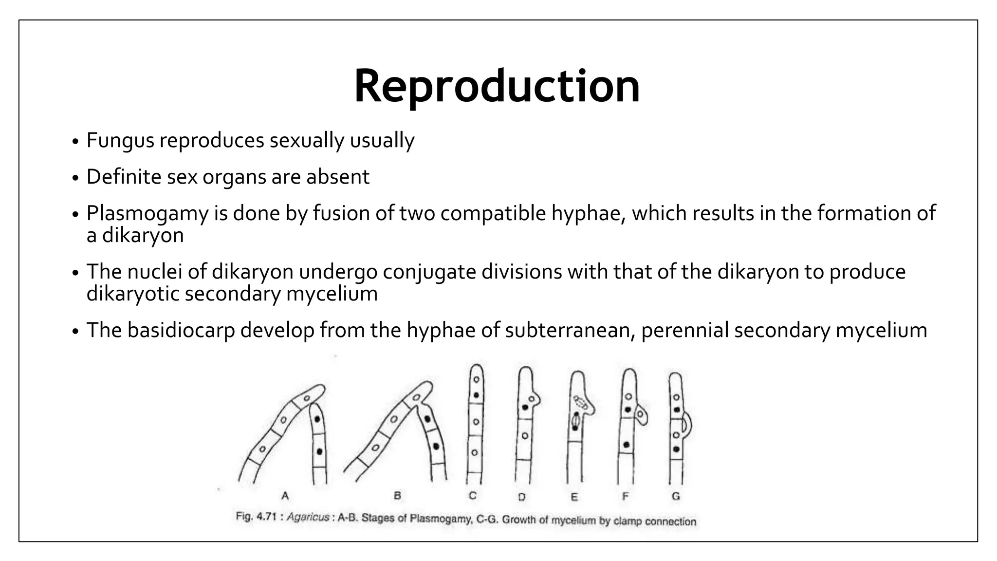 Structure and reproduction in agaricus | PPTX
