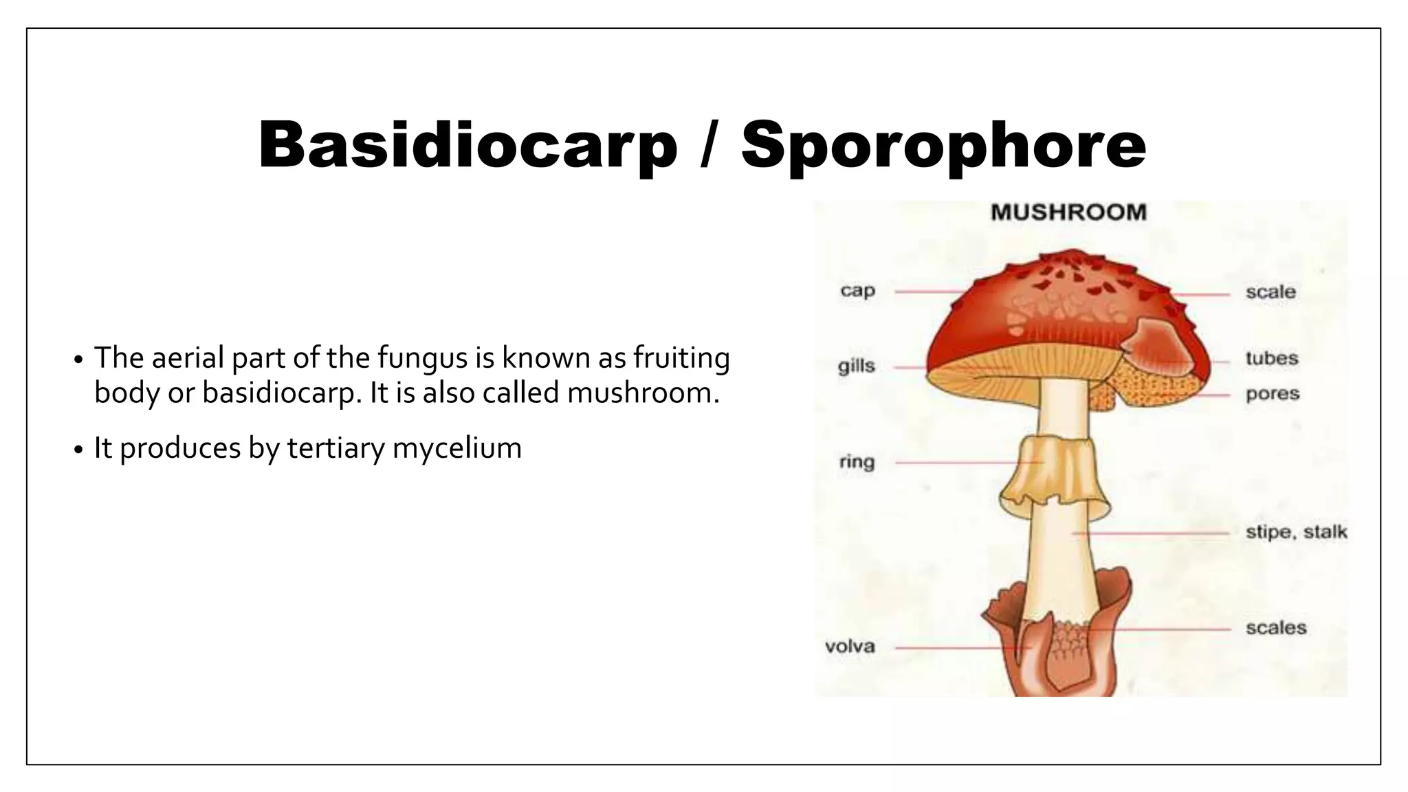Structure and reproduction in agaricus | PPTX