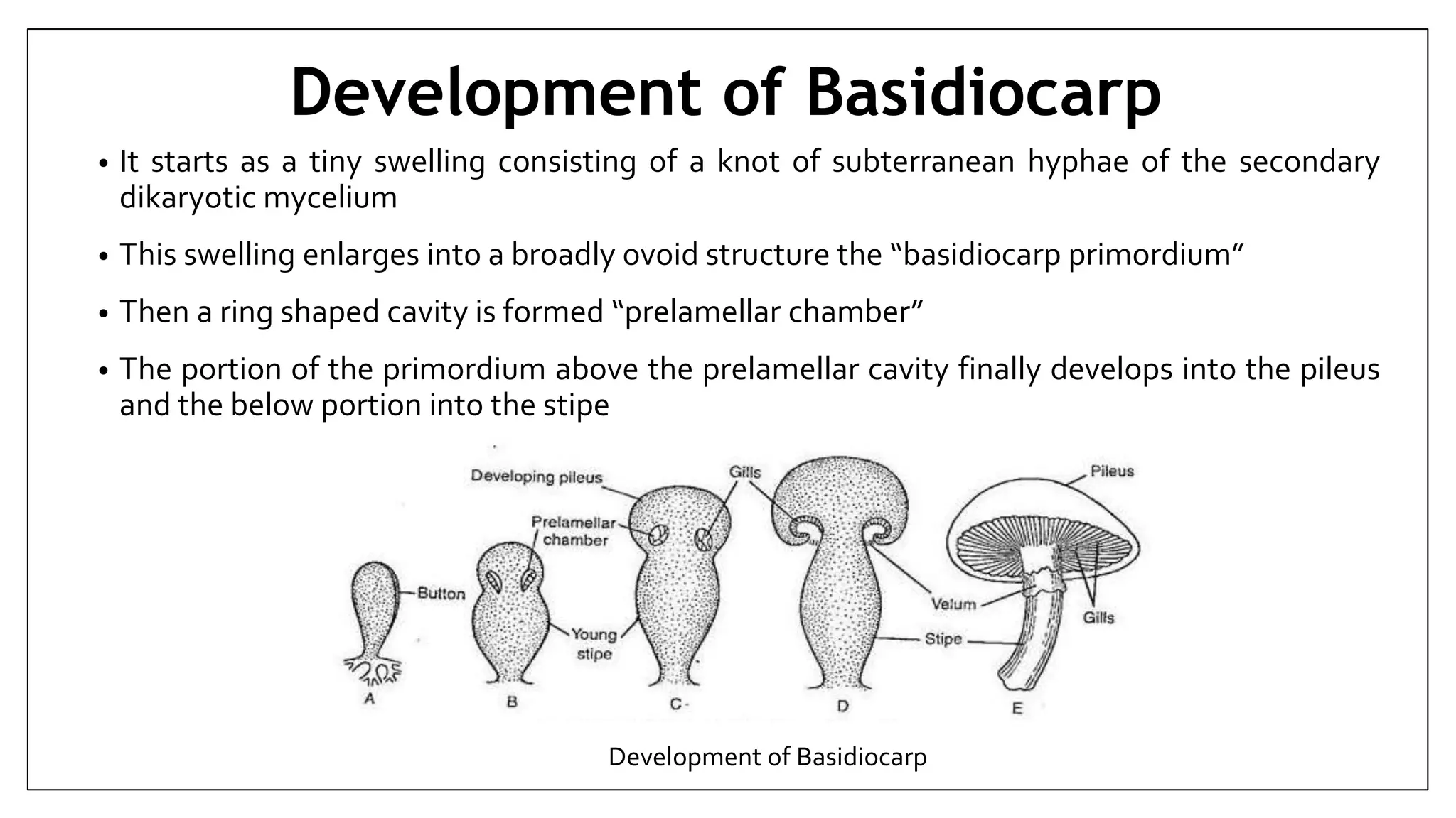 Structure and reproduction in agaricus | PPTX