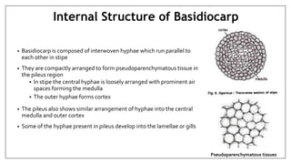 Structure and reproduction in agaricus | PPTX | Gardening | Home & Garden