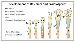 Structure and reproduction in agaricus | PPTX