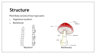 Structure and reproduction in agaricus | PPTX