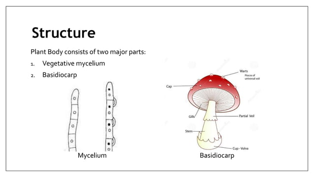 Structure and reproduction in agaricus | PPTX | Gardening | Home & Garden