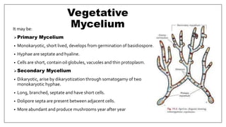 Structure and reproduction in agaricus | PPTX