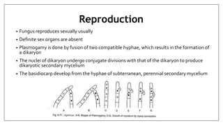 Structure and reproduction in agaricus | PPTX
