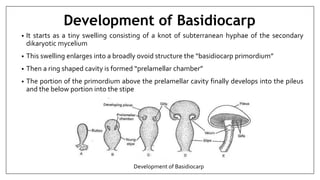 Structure and reproduction in agaricus | PPTX | Gardening | Home & Garden