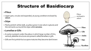 Basidiocarp Definition, Structure, Types And FAQs Sri, 57% OFF