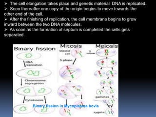 Structure and reproduction of mycoplasma | PPTX