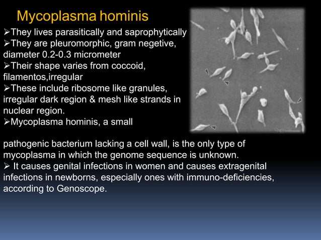 Structure and reproduction of mycoplasma | PPT