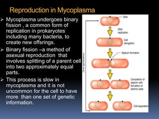 Structure and reproduction of mycoplasma | PPTX