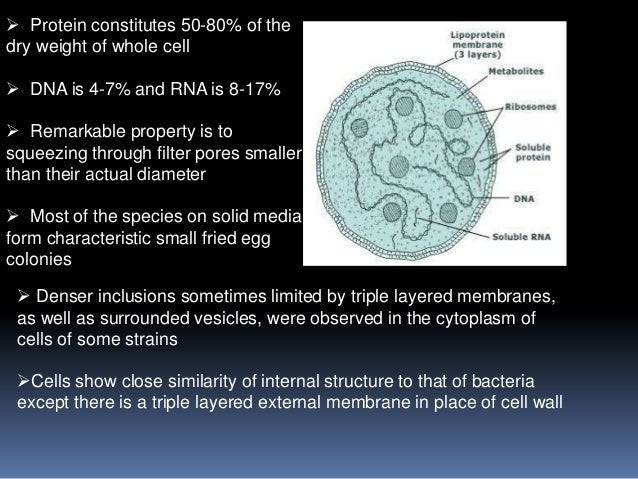 Structure And Reproduction Of Mycoplasma