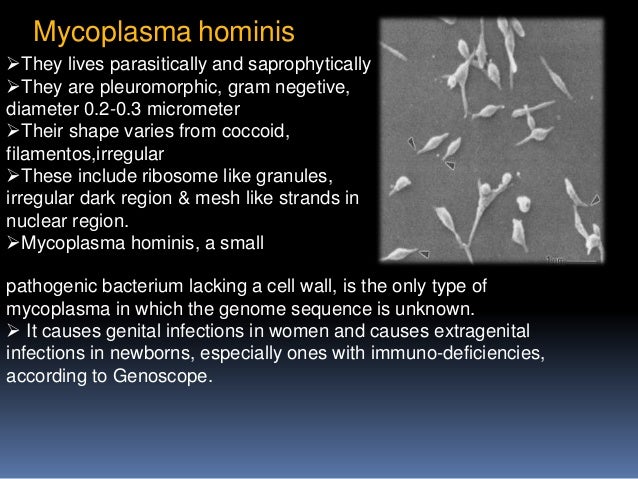 Structure And Reproduction Of Mycoplasma