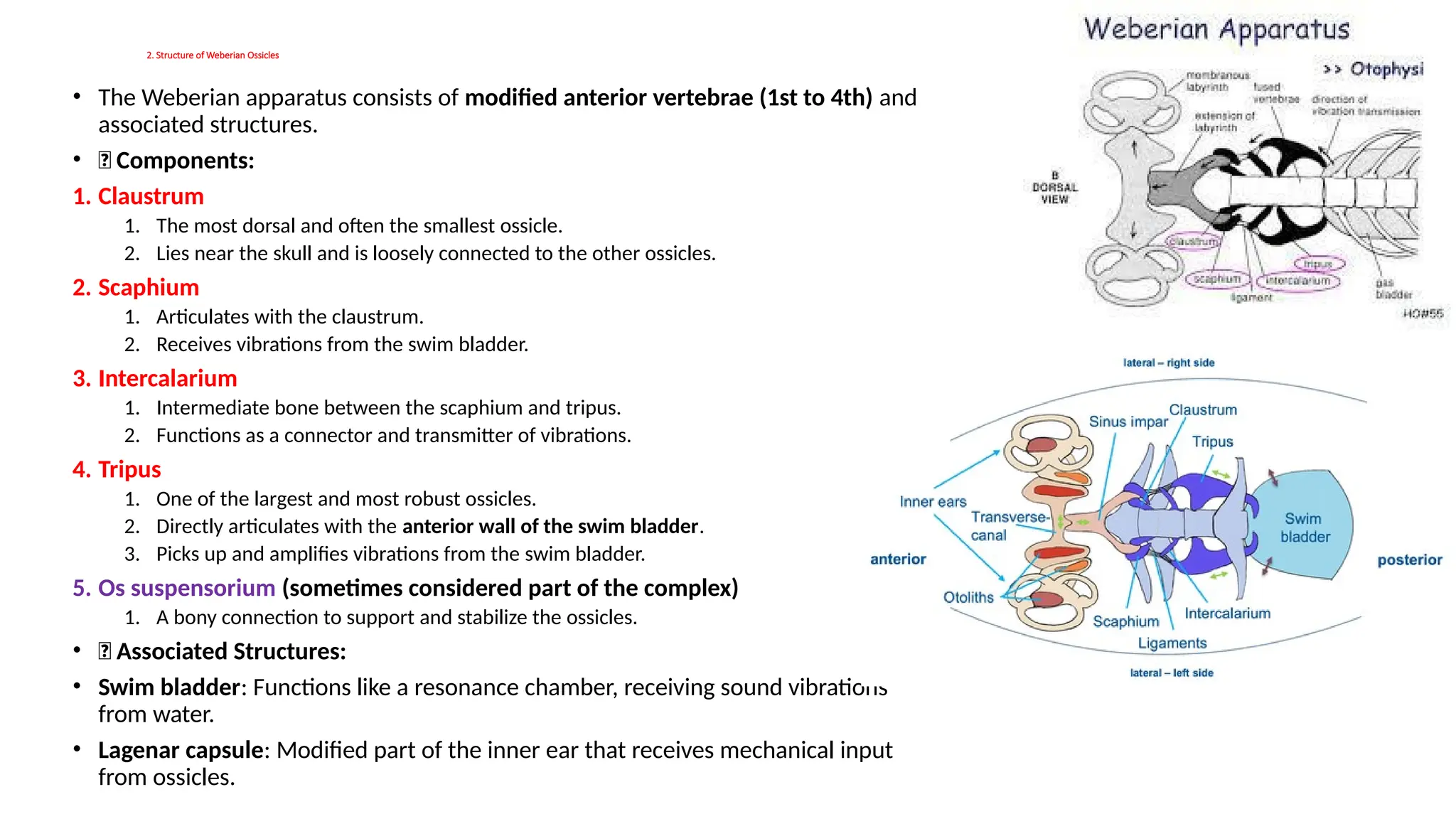 Structure and Significance of Weberian Ossicles .pptx