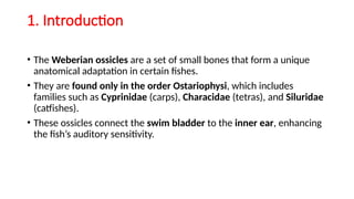 Structure and Significance of Weberian Ossicles .pptx