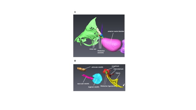 Structure and Significance of Weberian Ossicles .pptx