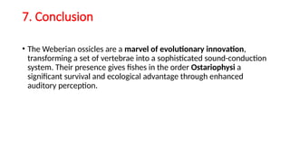 Structure and Significance of Weberian Ossicles .pptx