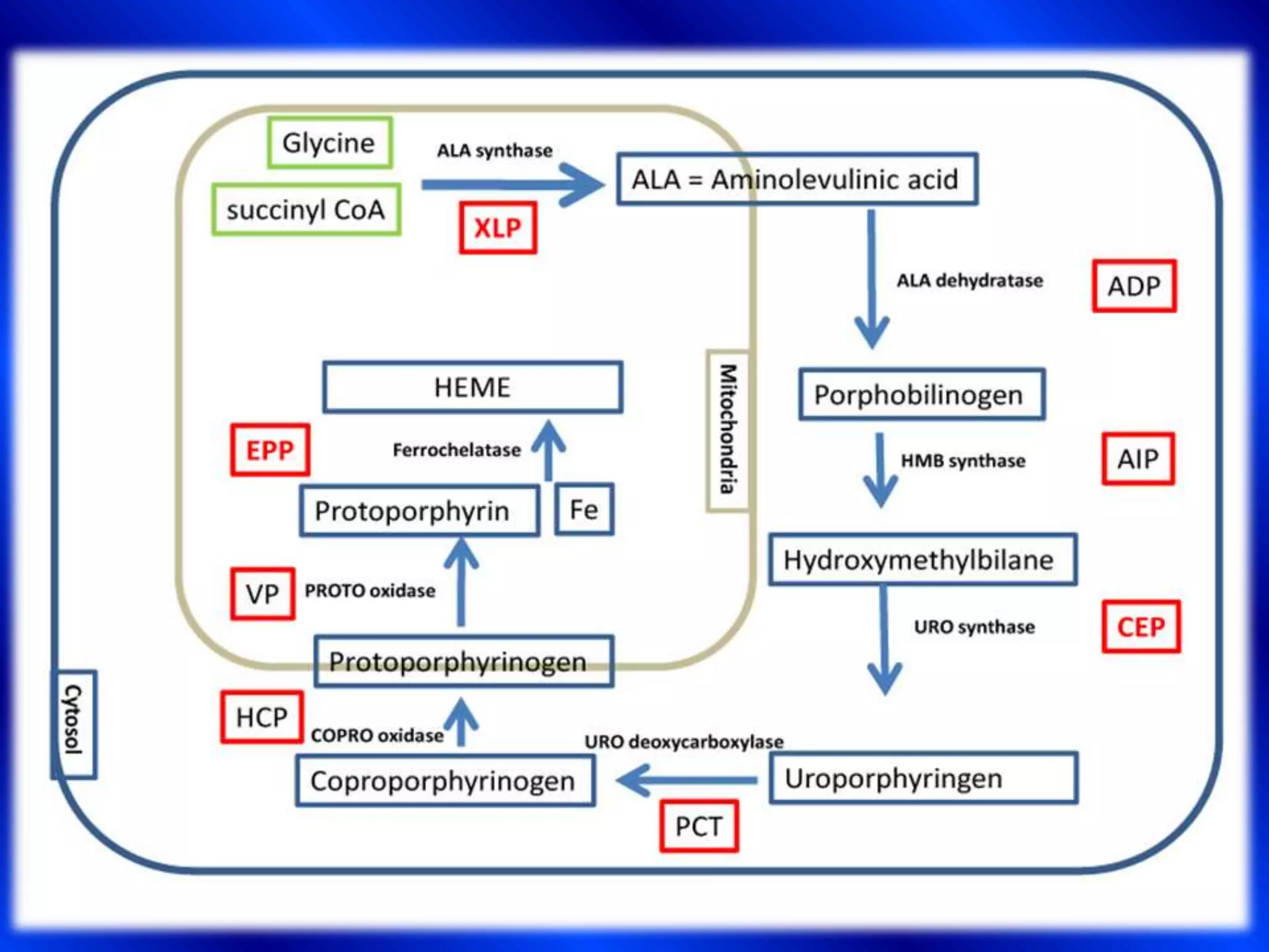 Heme Structure. synthesis and porphyrias | PPTX