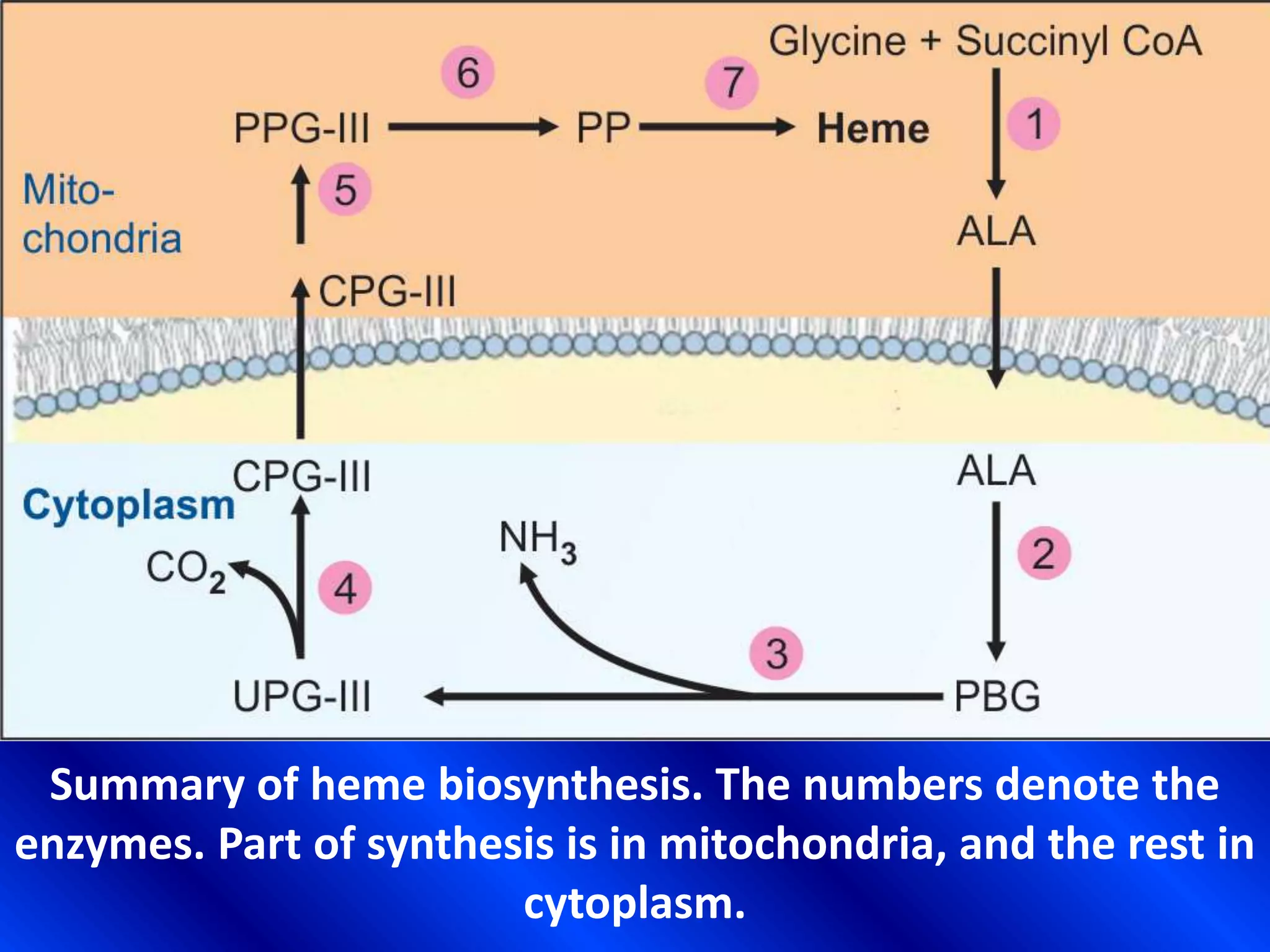 Heme Structure. synthesis and porphyrias | PPTX