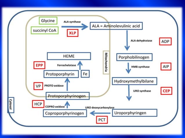 Heme Structure. synthesis and porphyrias | PPTX | Chemistry | Science