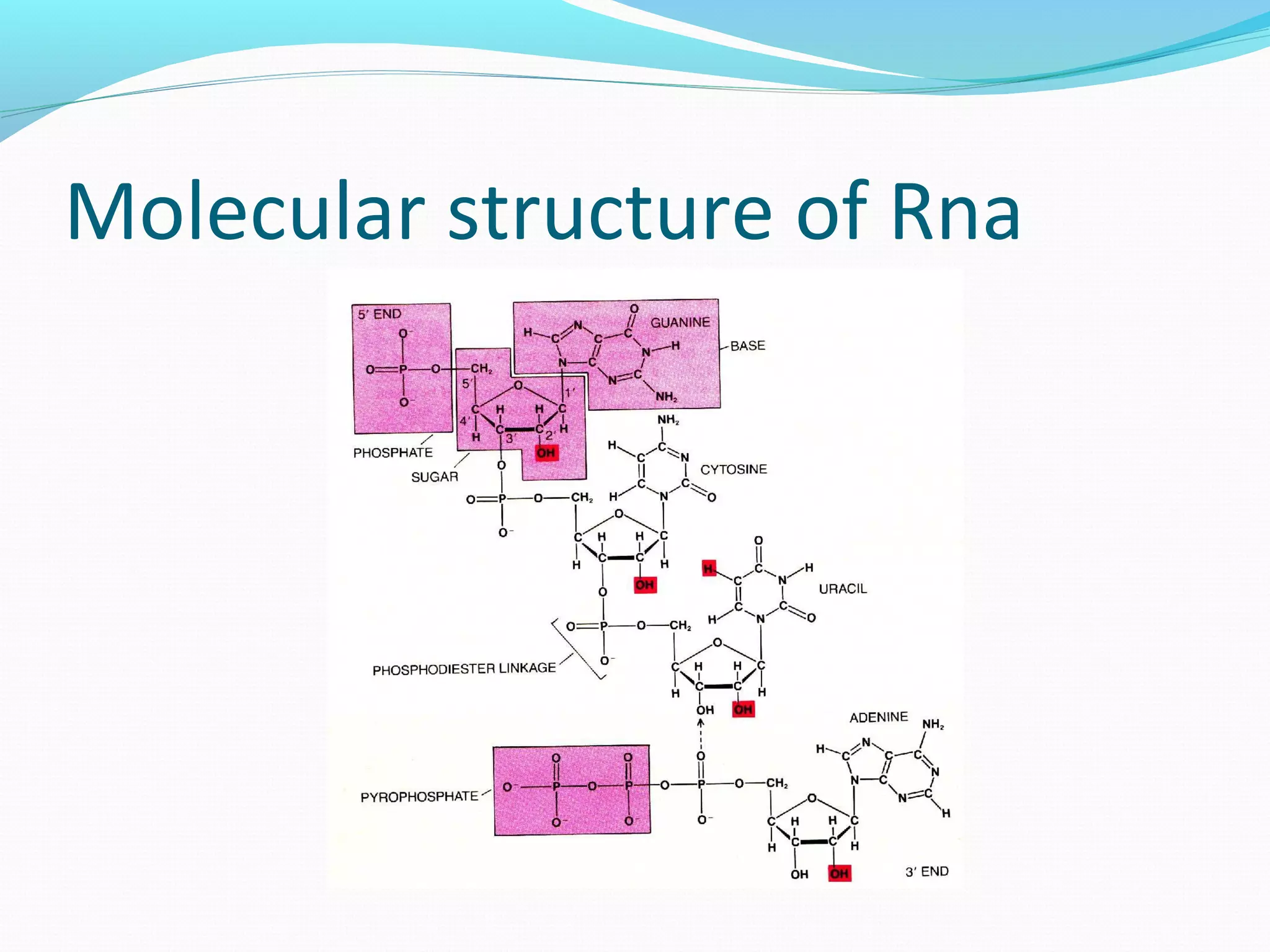 Structure and types of dna & rna | PPT