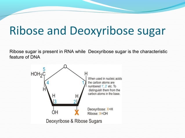 Structure and types of dna & rna | PPT