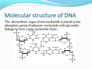 Structure and types of dna & rna | PPT
